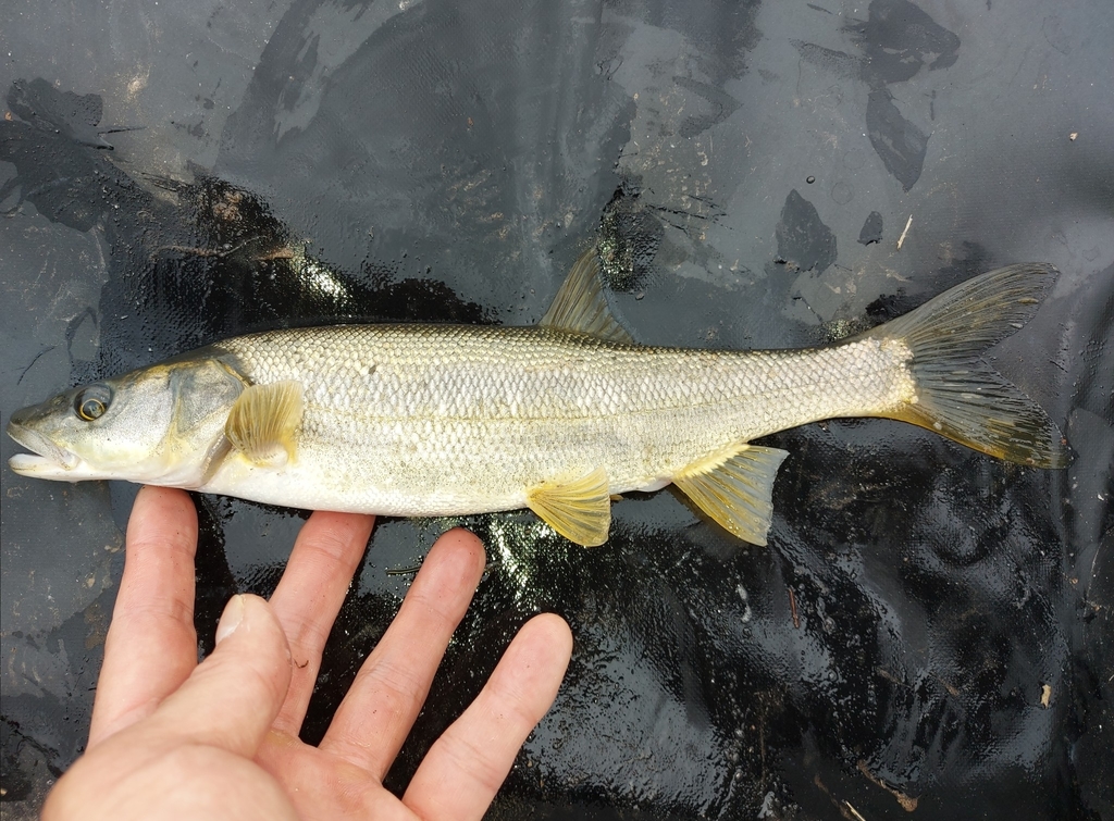 Northern Pikeminnow (Ptychocheilus oregonensis) - Marine Life ...