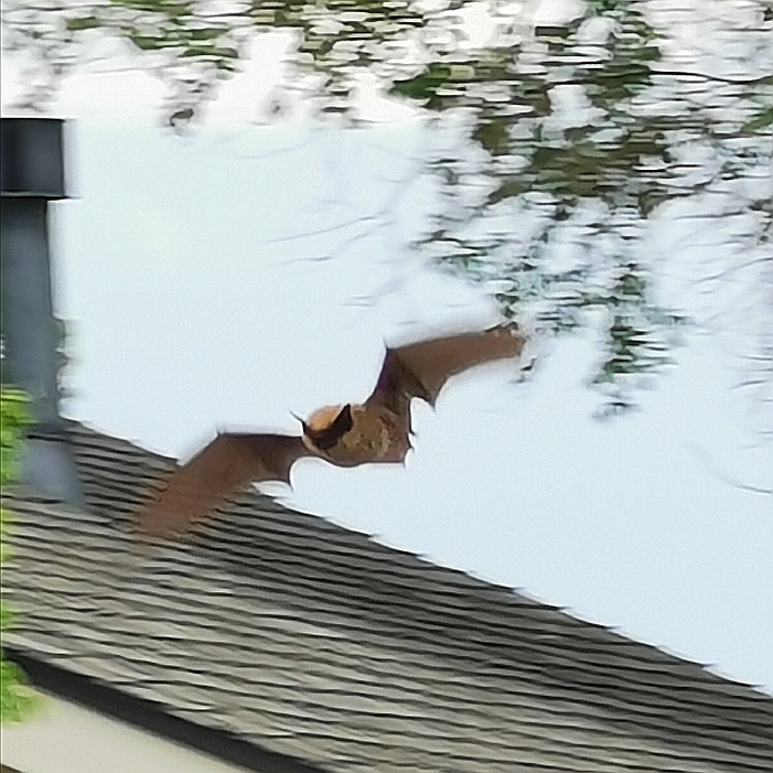 Vesper Bats from Terra, UT 84022, USA on May 17, 2021 at 05:50 PM by ...