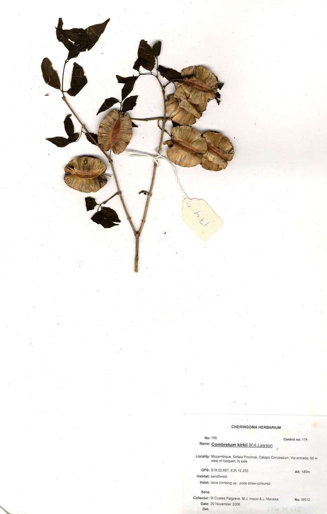 large-pod climbing bushwillow (Combretum kirkii) - Botanical Realm