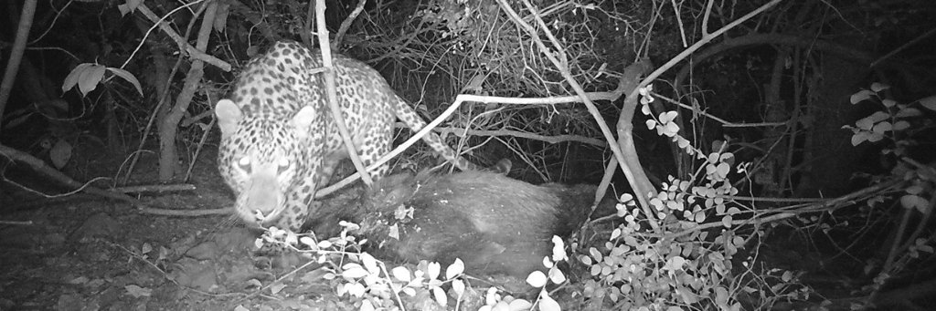 Indian Leopard in April 2021 by Ahmad Hassan. Taken by camera trap ...