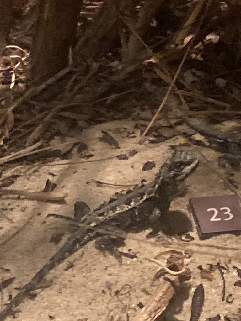 Lizards from South Australian Museum, Adelaide, SA, AU on May 18, 2021 ...