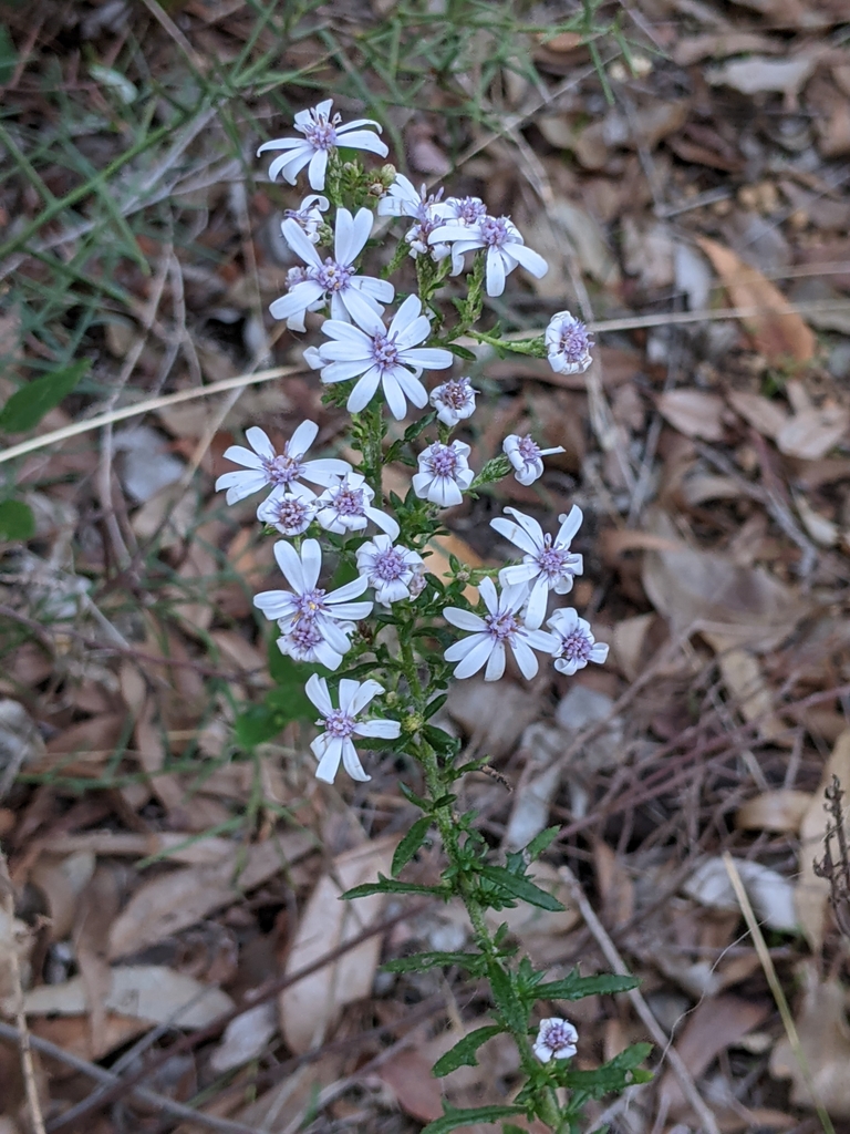 autumn scrub daisy from Peet Rd Before Sawmill Pl, Roleystone WA 6111 ...