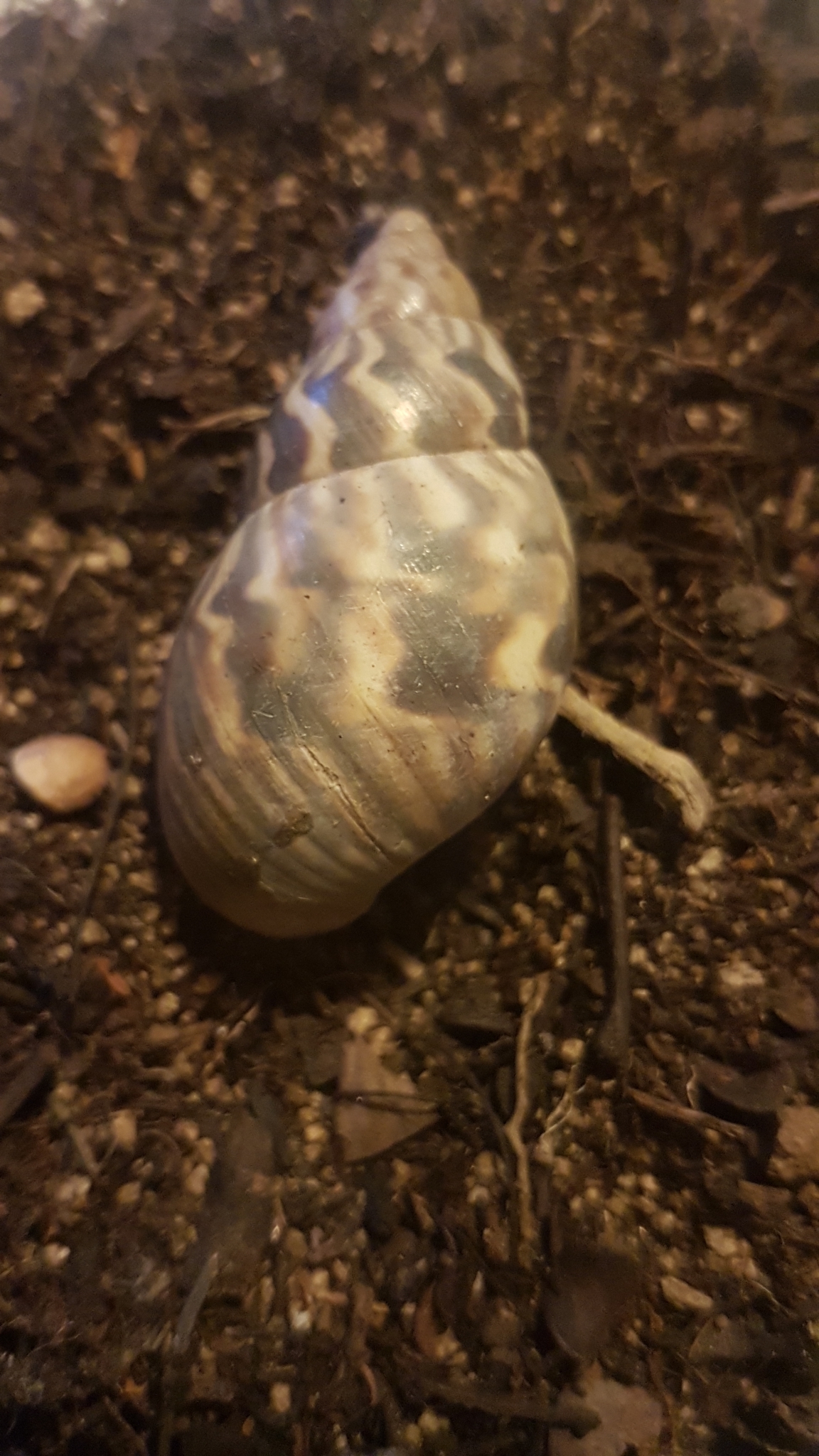 Orthalicus princeps (Broderip, 1833)