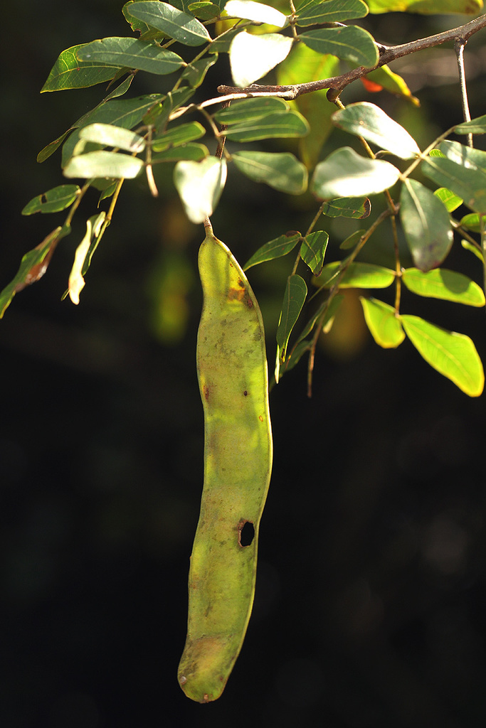 lowveld false-thorn (Albizia glaberrima) - Botanical Realm