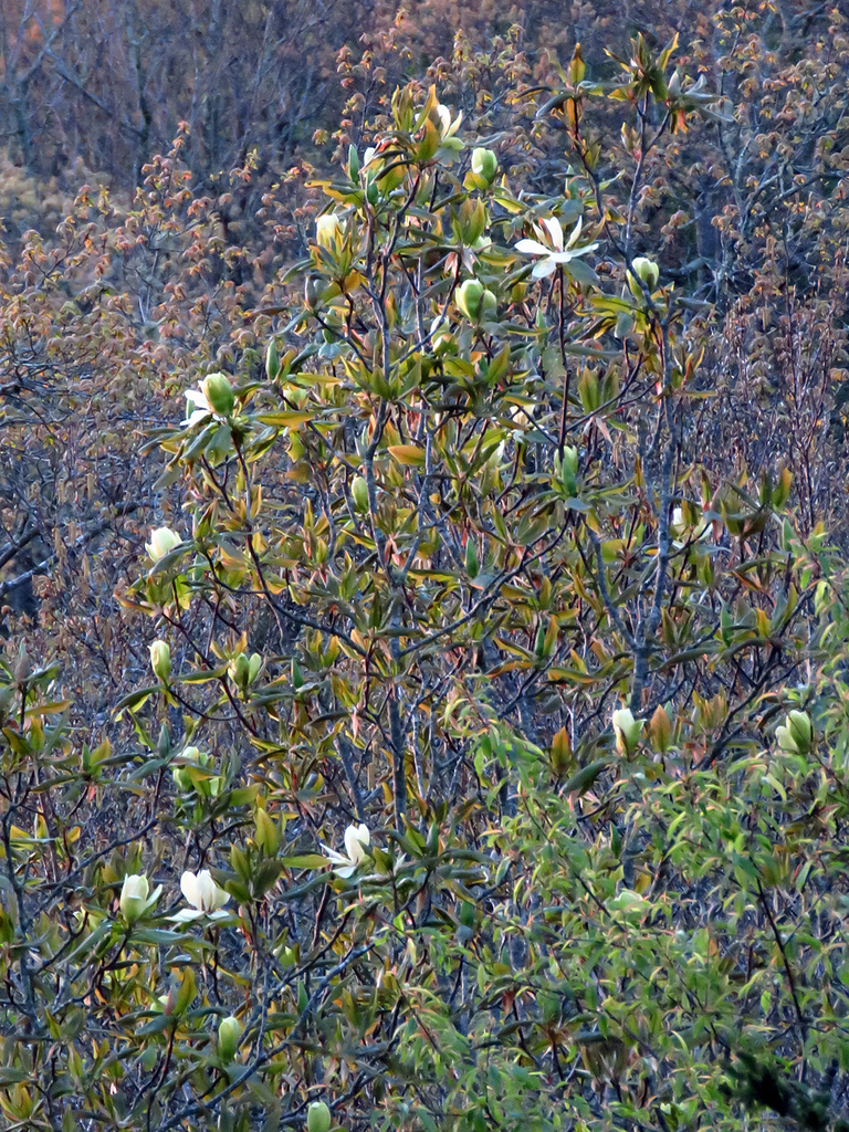 Fraser Magnolia from Blue Ridge Parkway on May 12, 2021 by Annkatrin ...