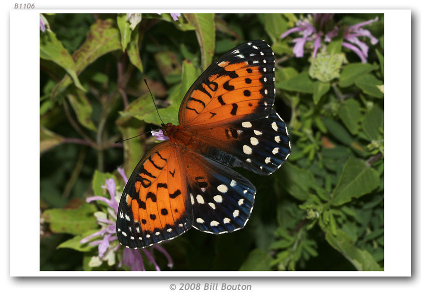 Regal Fritillary (Prairies & Potholes Linnaeus List) · iNaturalist
