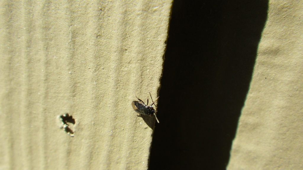 Geocoris atricolor from Cliff-Cannon, Spokane, WA on October 5, 2014 at ...