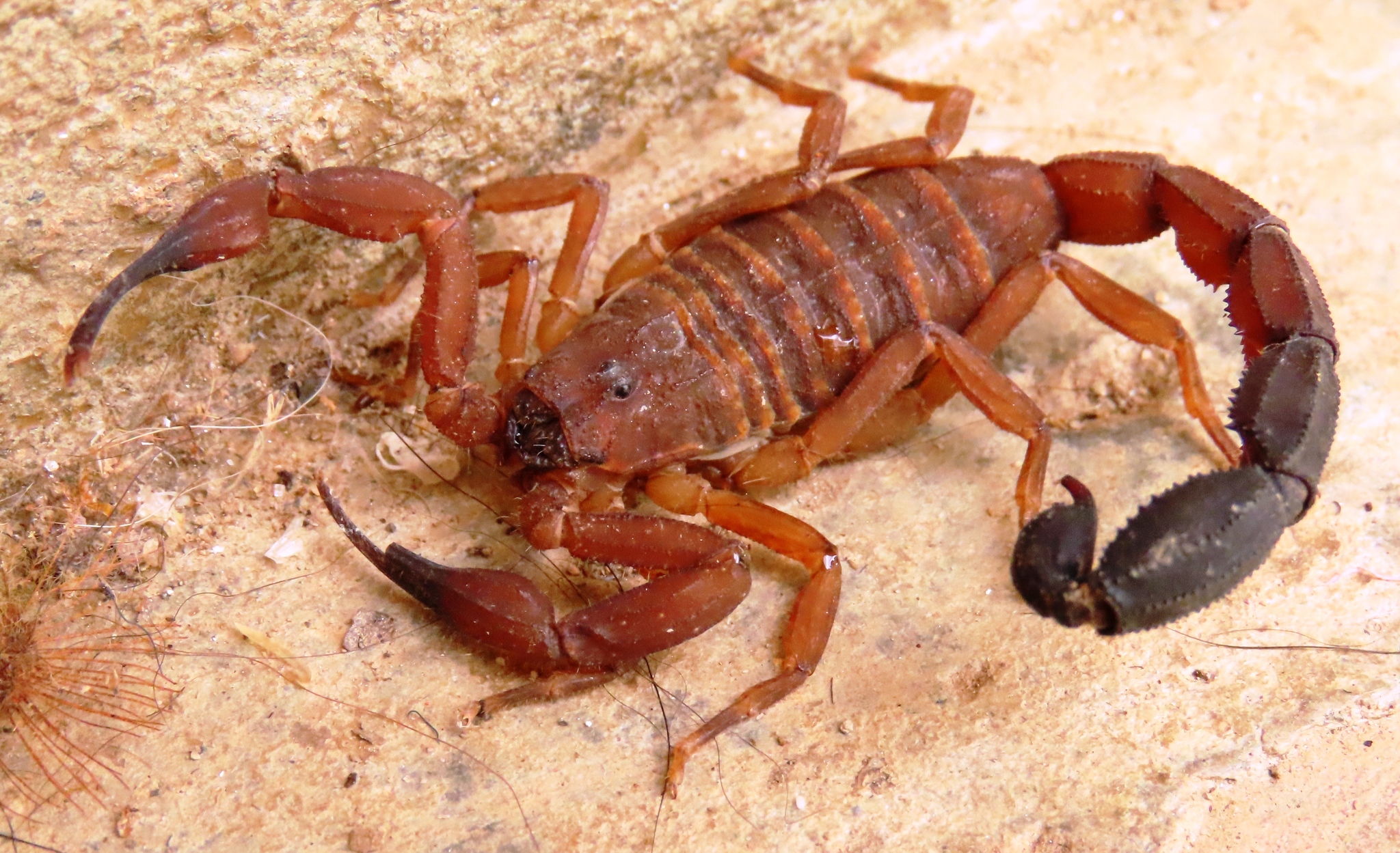 Tityus discrepans (Karsch, 1879)