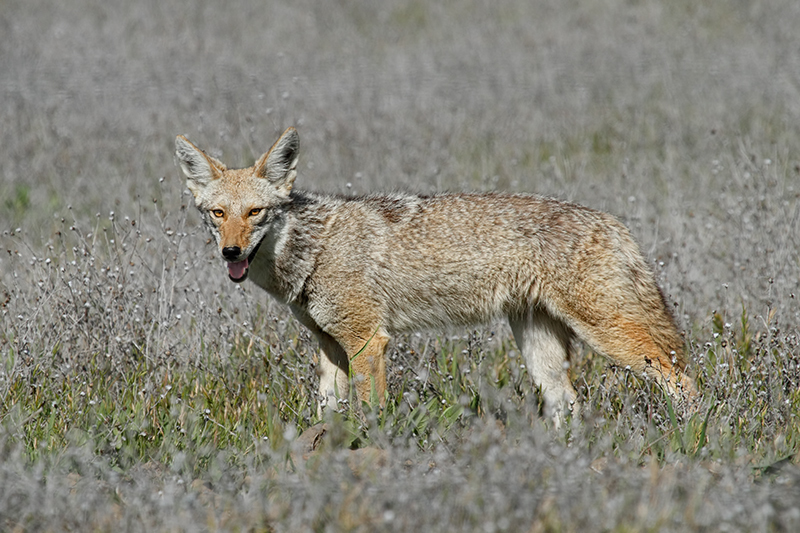 Coyote (Prairies & Potholes Linnaeus List) · iNaturalist