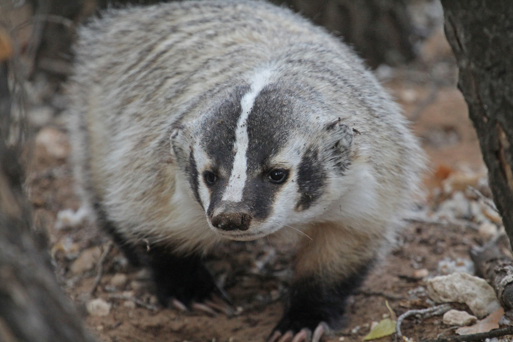 American Badger (Prairies & Potholes Linnaeus List) · iNaturalist