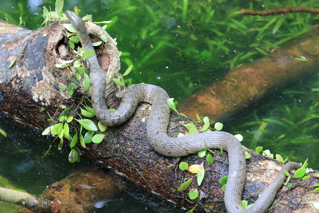 Eastern Water Snake in May 2021 by rueichung · iNaturalist