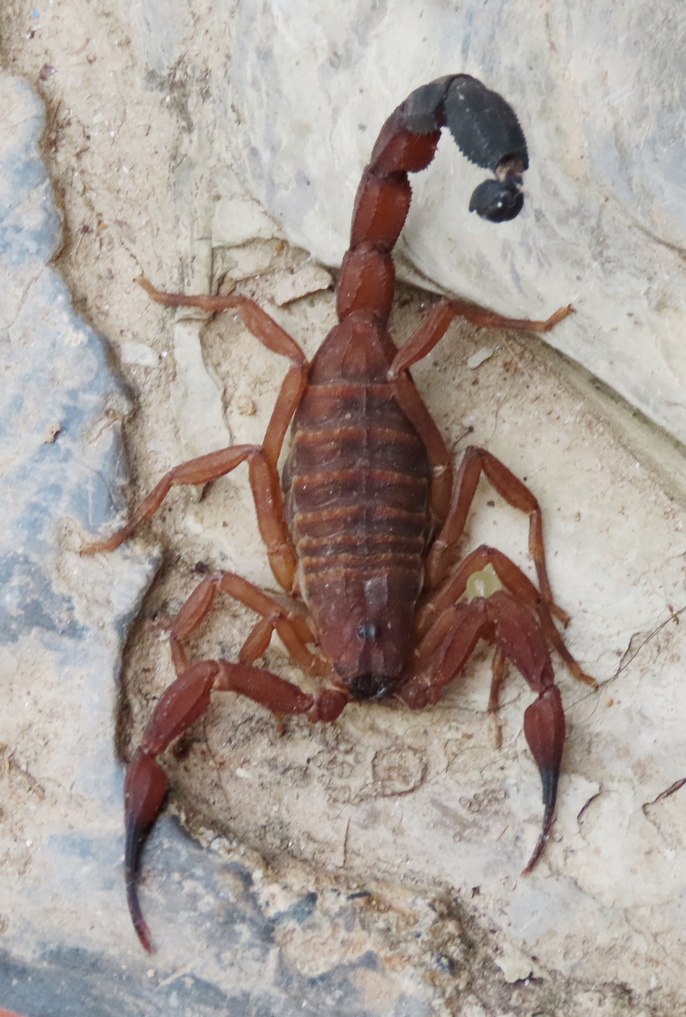 Tityus discrepans (Karsch, 1879)