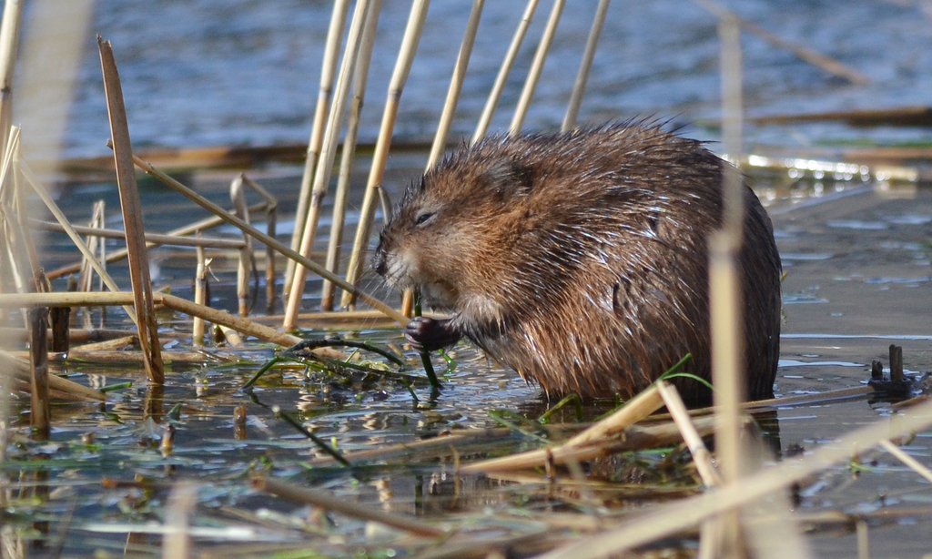 Muskrat (Prairies & Potholes Linnaeus List) · iNaturalist