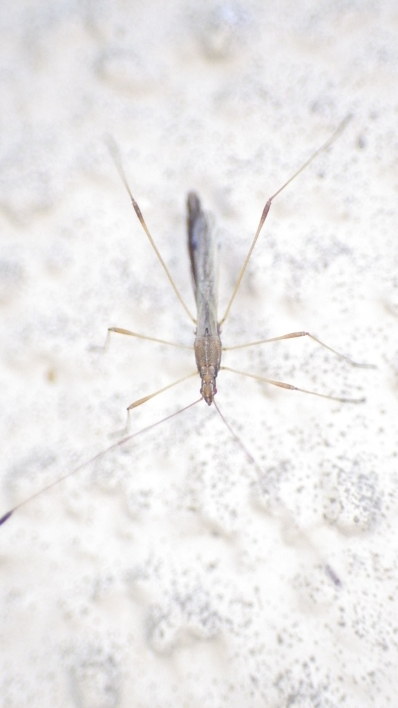 Stilt Bugs from Cliff-Cannon, Spokane, WA on October 17, 2014 at 05:54 ...