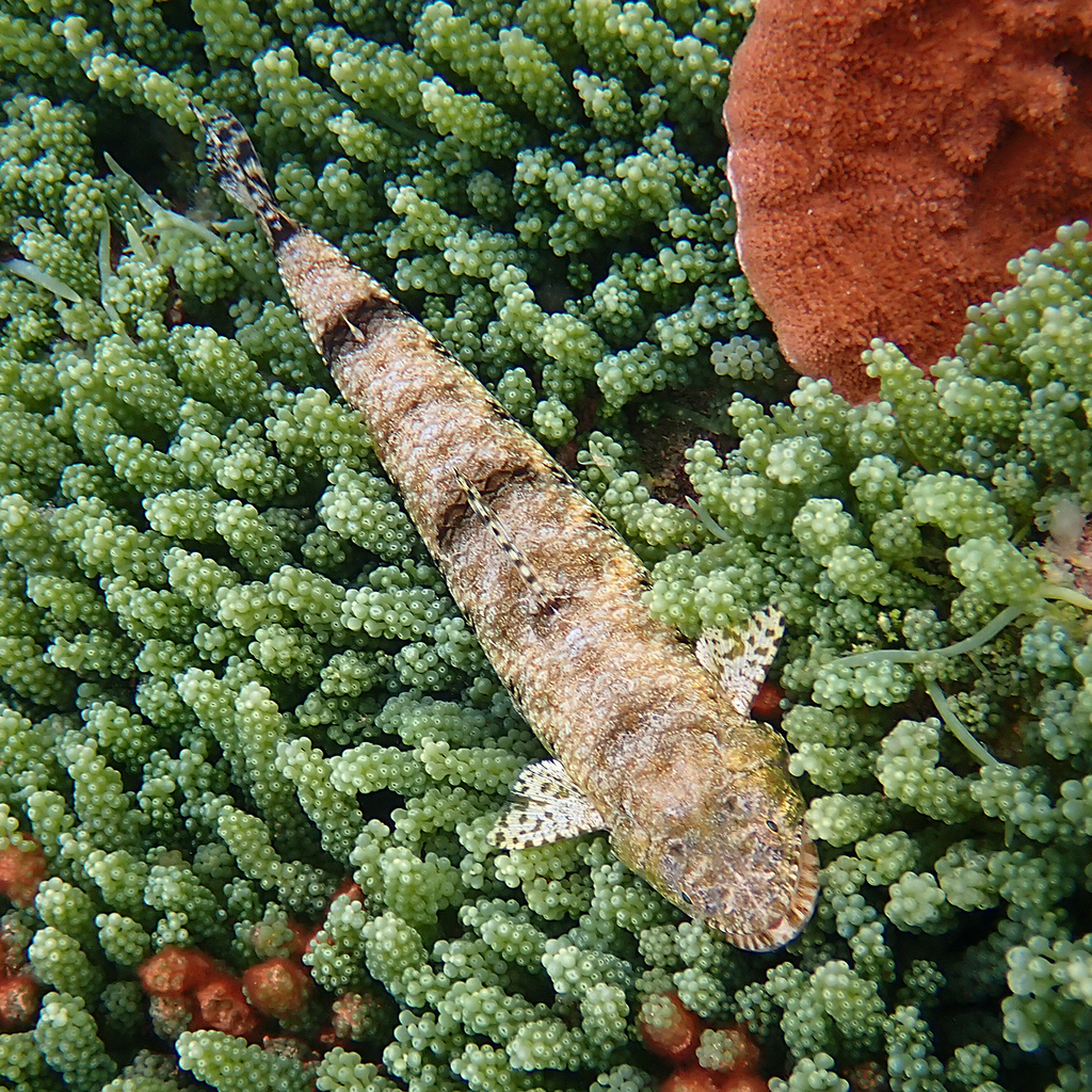 Clouded Lizardfish from Emily Bay, Kingston 2899, Norfolk Island on May ...