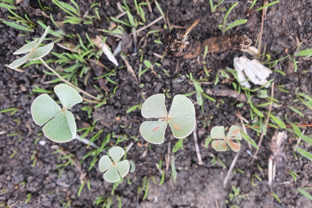 Common Nardoo from Melbourne VIC, Australia on May 18, 2021 at 09:30 AM ...