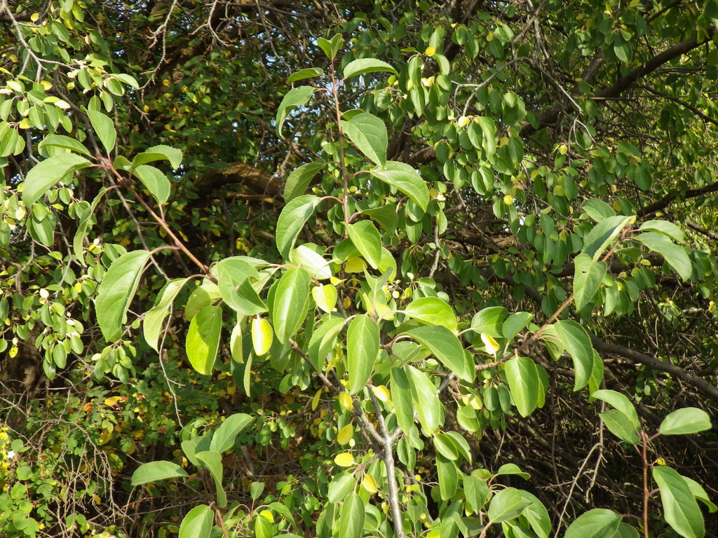 common buckthorn (Rhamnus cathartica) - Botanical Realm