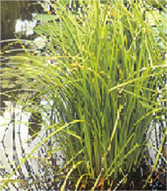 lake sedge (Prairies & Potholes Linnaeus List) · iNaturalist