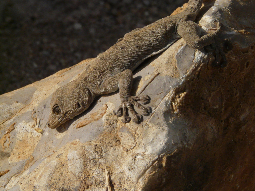 Levant Fan-fingered Gecko from Laghouat, Algerien on April 29, 2009 at ...