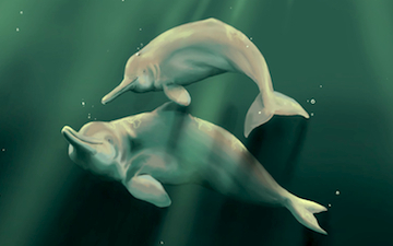 (Lipotes) - Know Your Mammals
