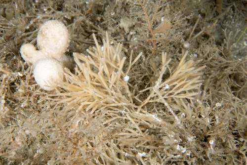 Cellaria sinuosa · iNaturalist