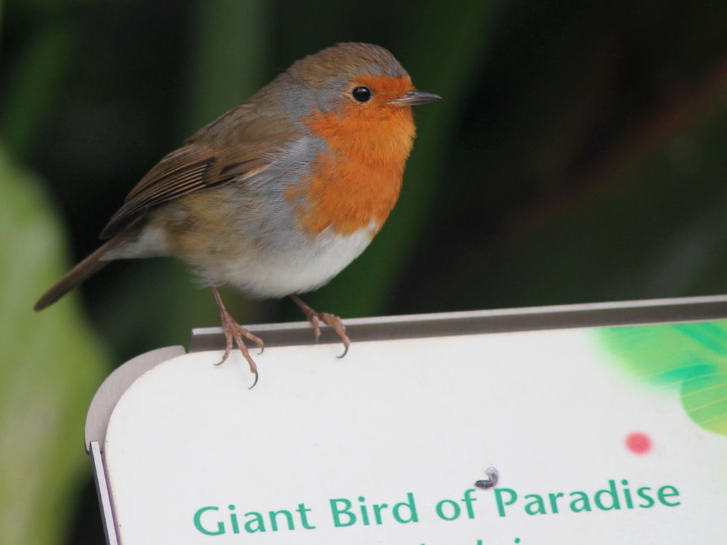 European Robin from Surrey, UK on March 2, 2013 at 01:14 PM by Philip ...