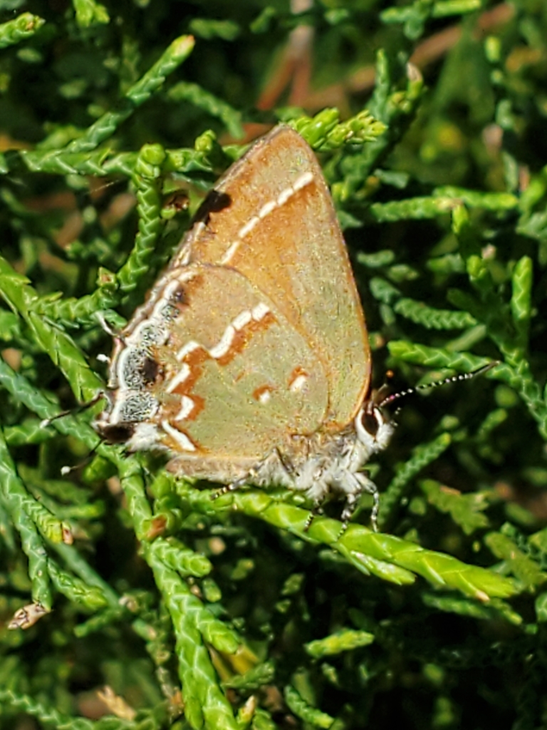 Juniper Hairstreak (Colorado National Monument Butterfly Guide 🦋 ...