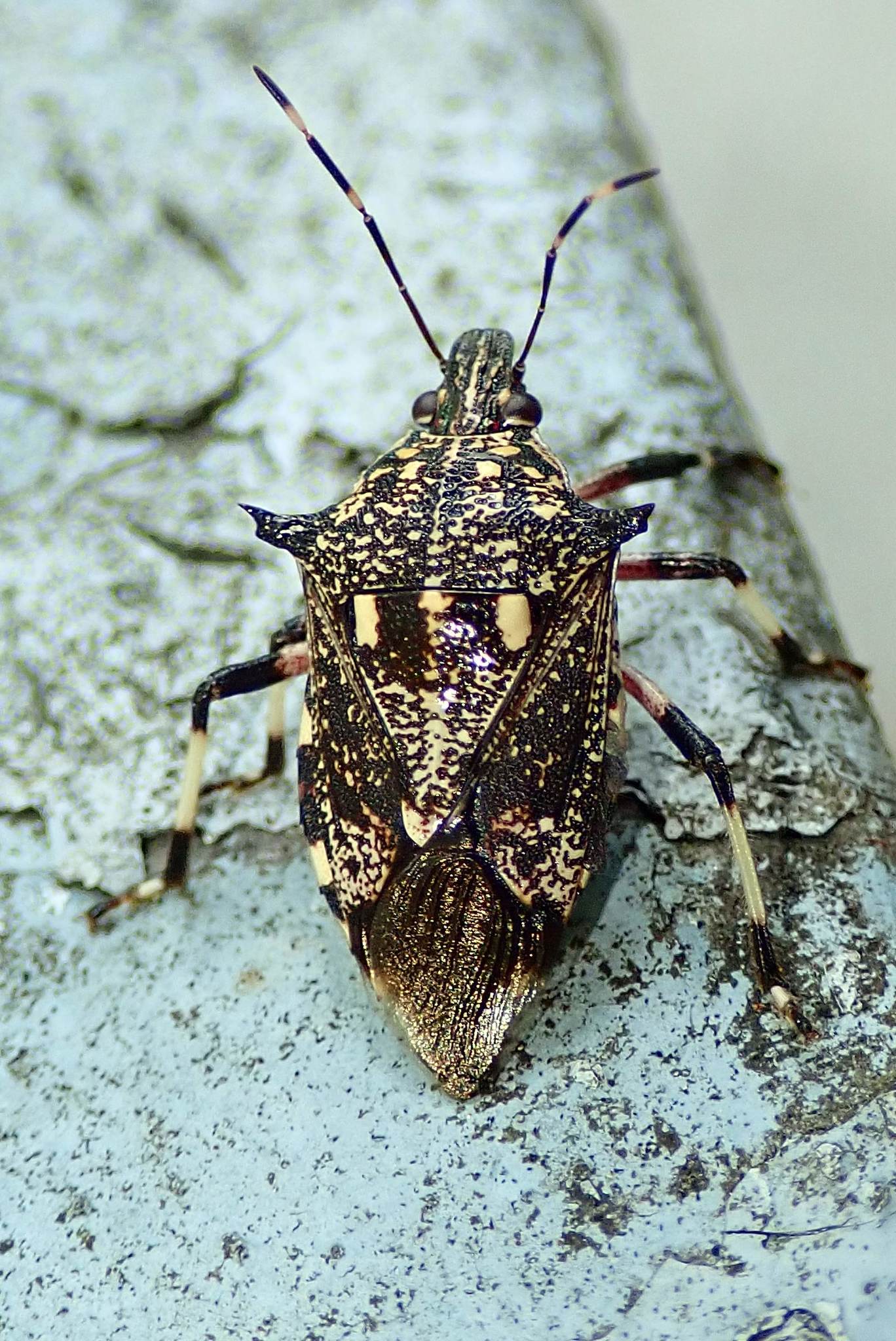 Eocanthecona furcellata (Wolff, 1811)