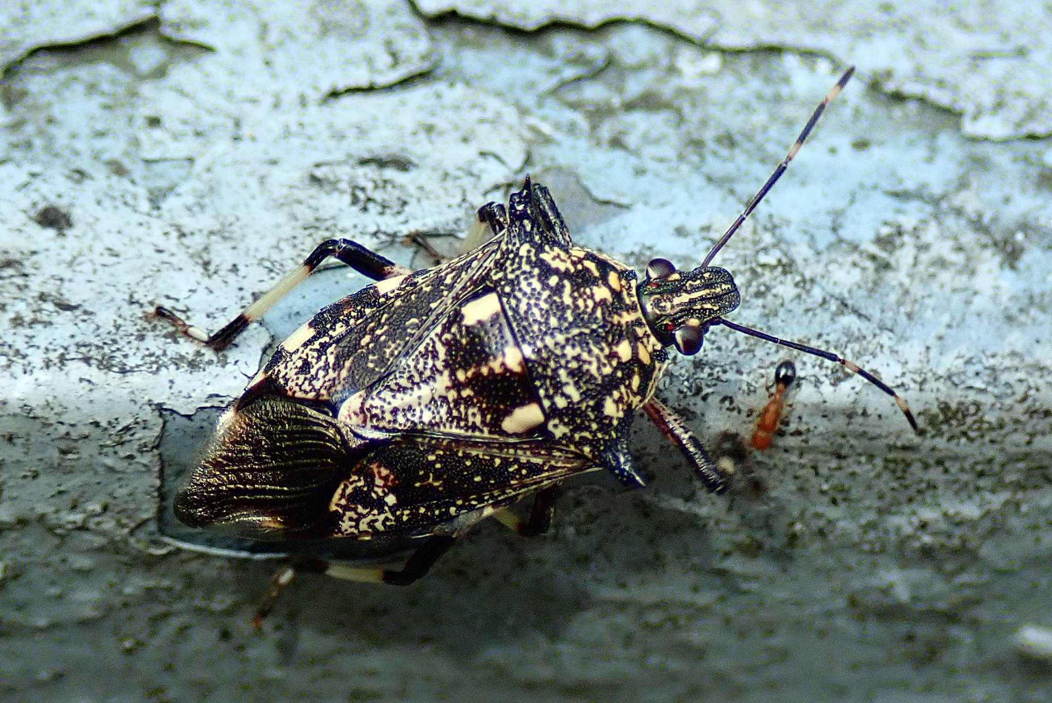 Eocanthecona furcellata (Wolff, 1811)