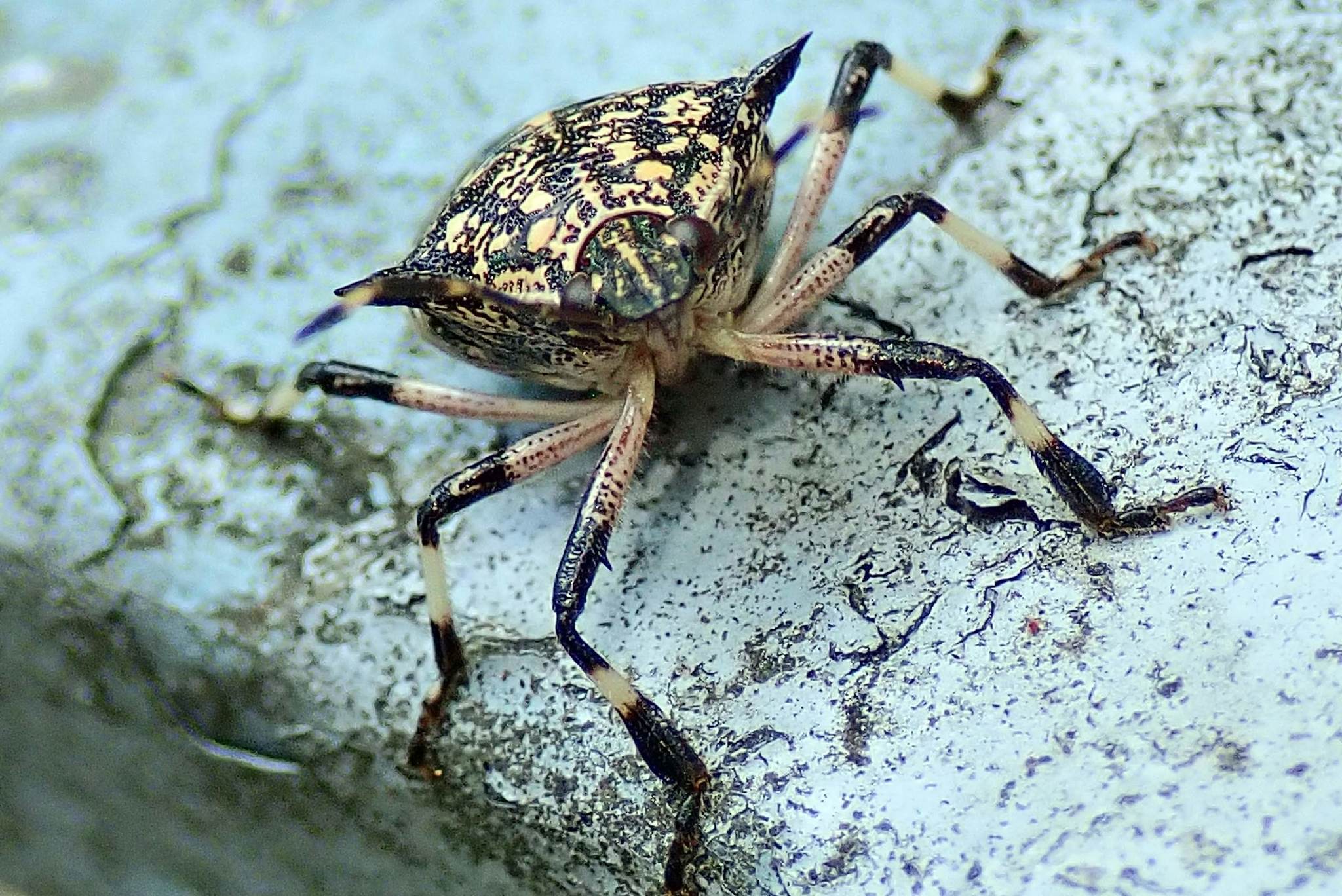 Eocanthecona furcellata (Wolff, 1811)