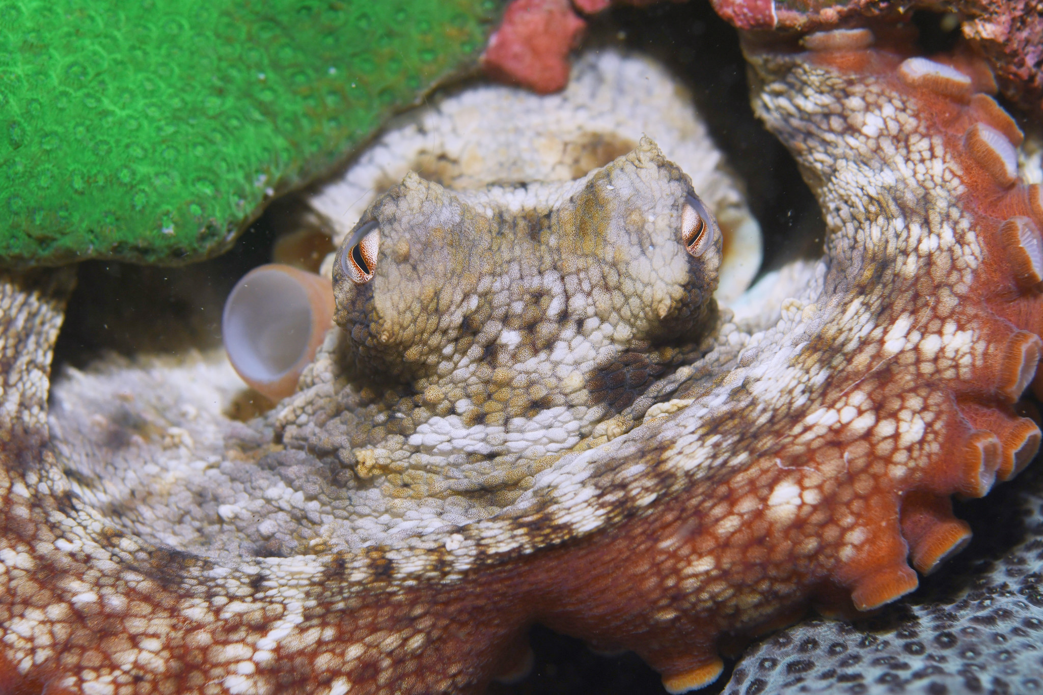 Octopus sinensis d'Orbigny, 1834