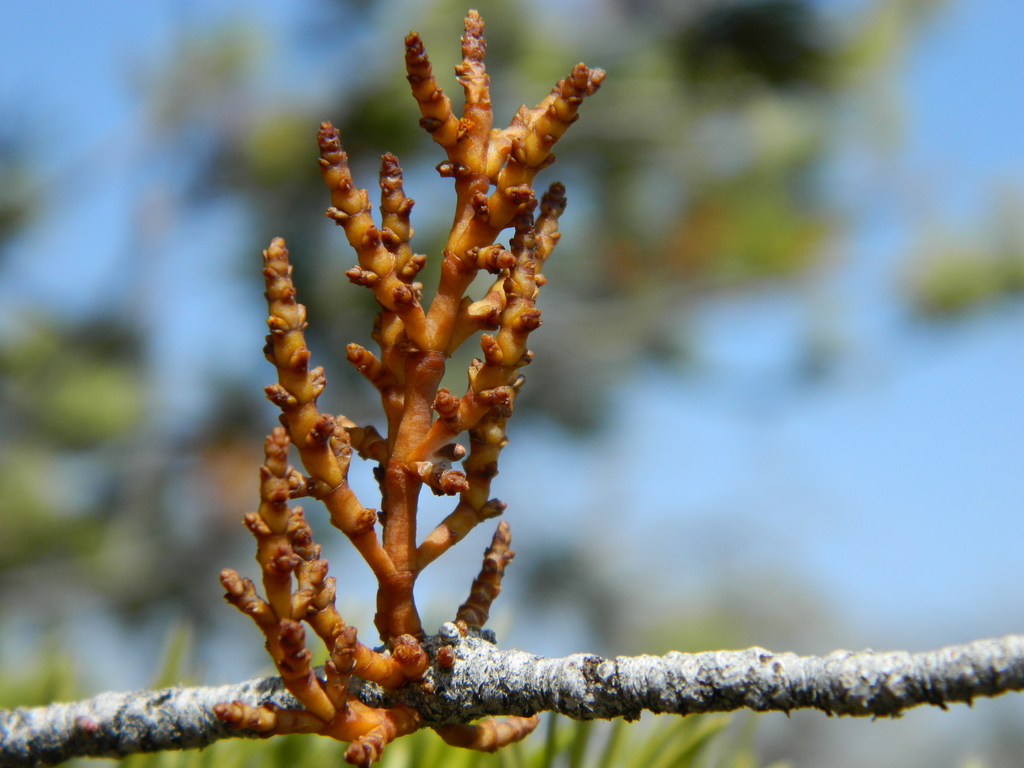 Pinyon Dwarf-Mistletoe (Northeastern New Mexico Piñon-Juniper Woody ...