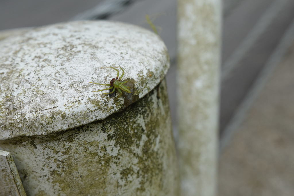 Oxytate striatipes from 日本、〒198-0211 東京都西多摩郡奥多摩町日原 on May 15, 2021 at ...