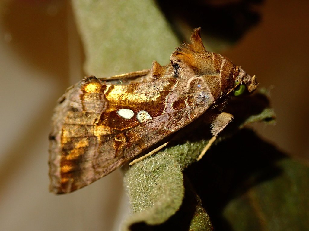 Plusiine Looper Moths (Flora and Fauna of Hemet and San Jacinto, California) · iNaturalist