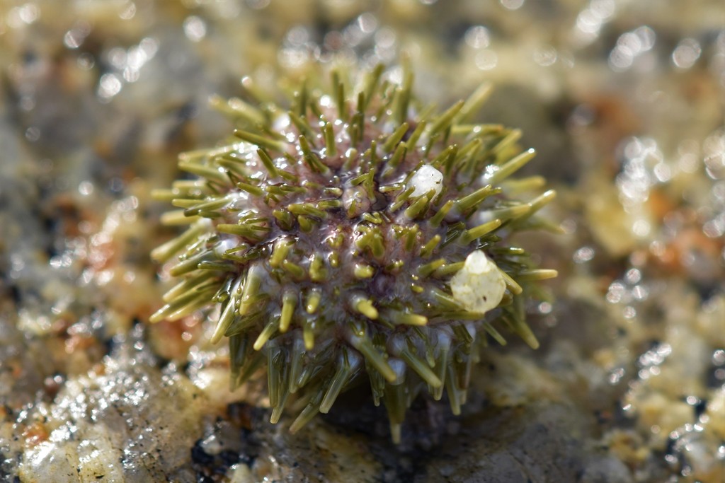 Pacific Purple Sea Urchin (Echinoderms of the North Eastern Pacific ...