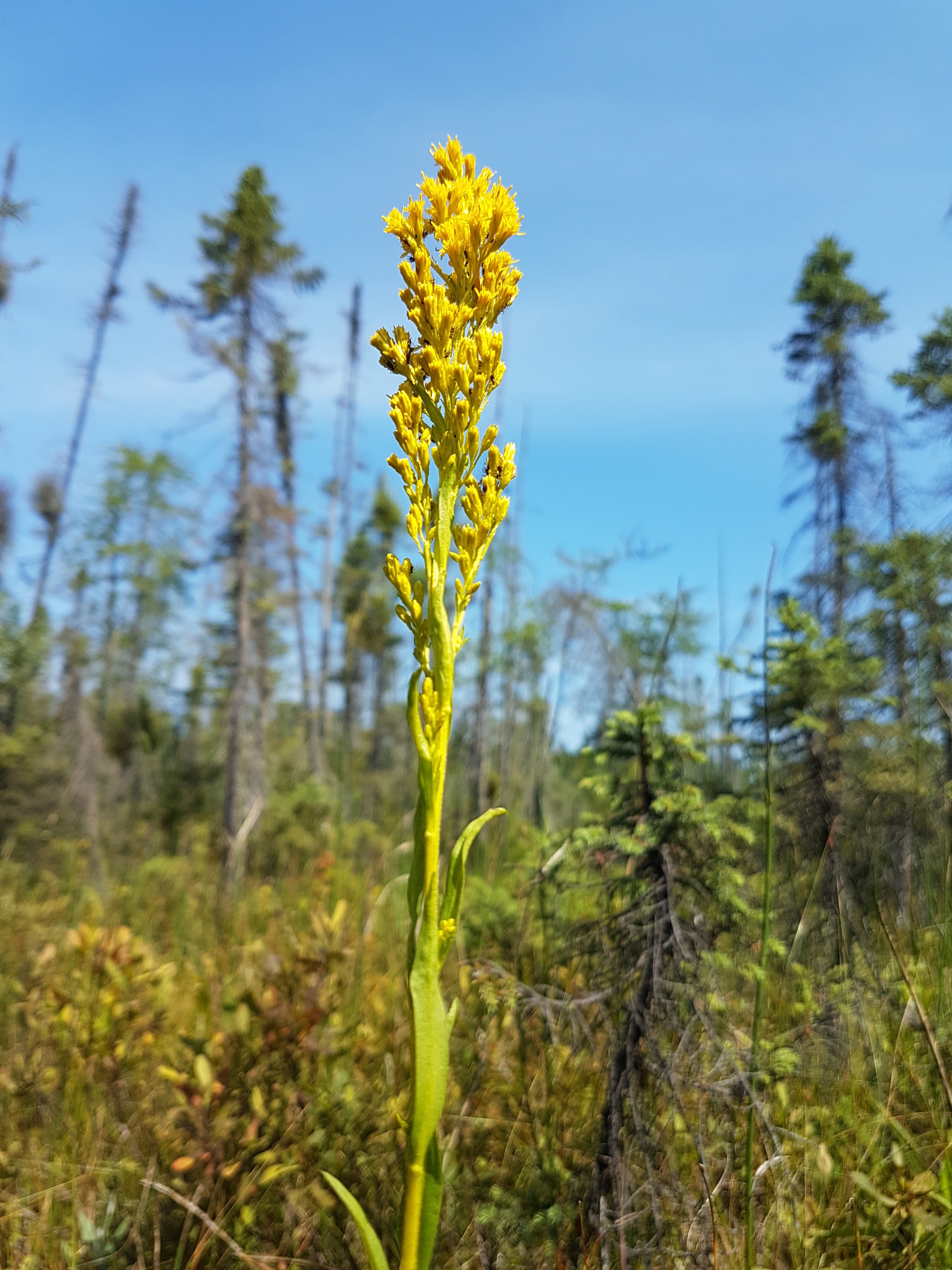 Solidago Stricta