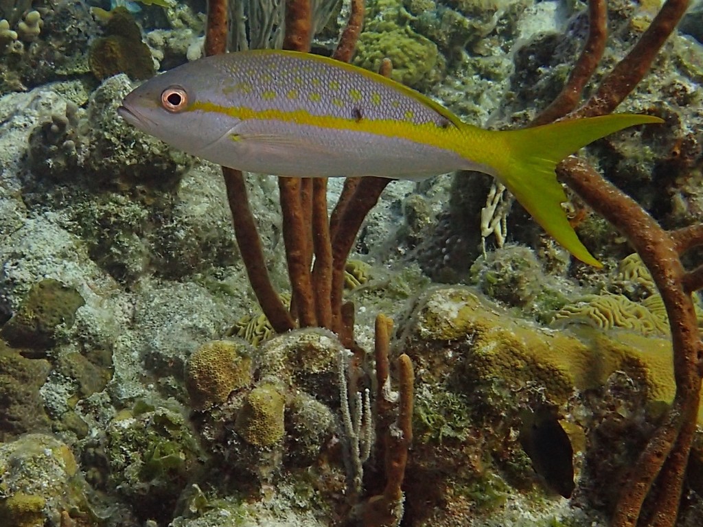 Yellowtail Snapper (Ocyurus chrysurus) - Marine Life Identification