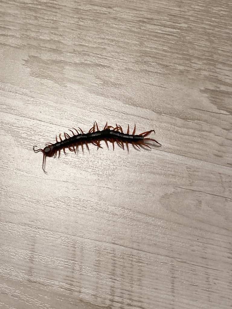 Chinese Red-headed Centipede from Hanyeodo, Seogwipo-si, Jeju, KR on ...