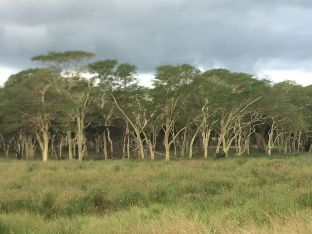 fever tree (Vachellia xanthophloea) - Botanical Realm