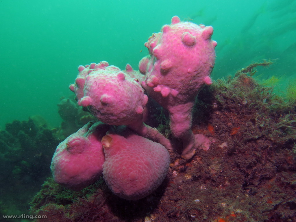 Sea Tulip Encrusting Sponge from Fly Point, Port Stephens, NSW on ...