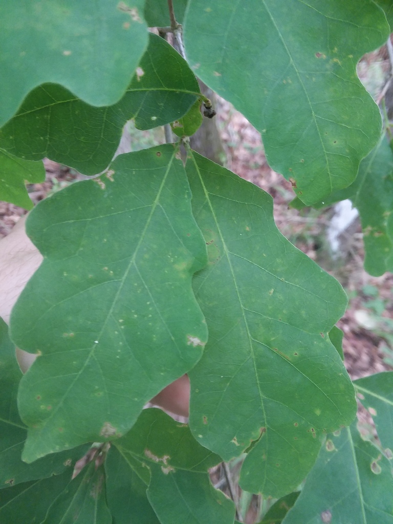 Bluff Oak from Marion County, MS, USA on May 1, 2021 at 11:03 AM by ...