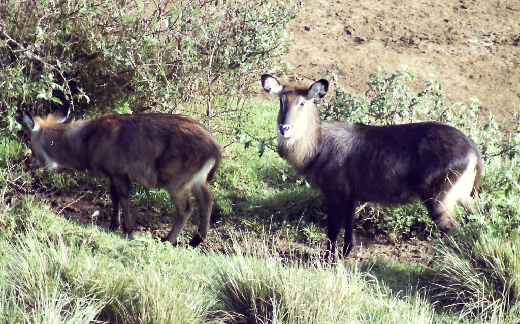 Waterbuck in August 1988 by supergan · iNaturalist