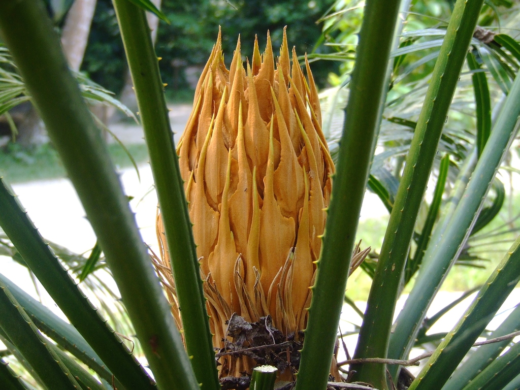 Cycas family (Cycadaceae) - Botanical Realm