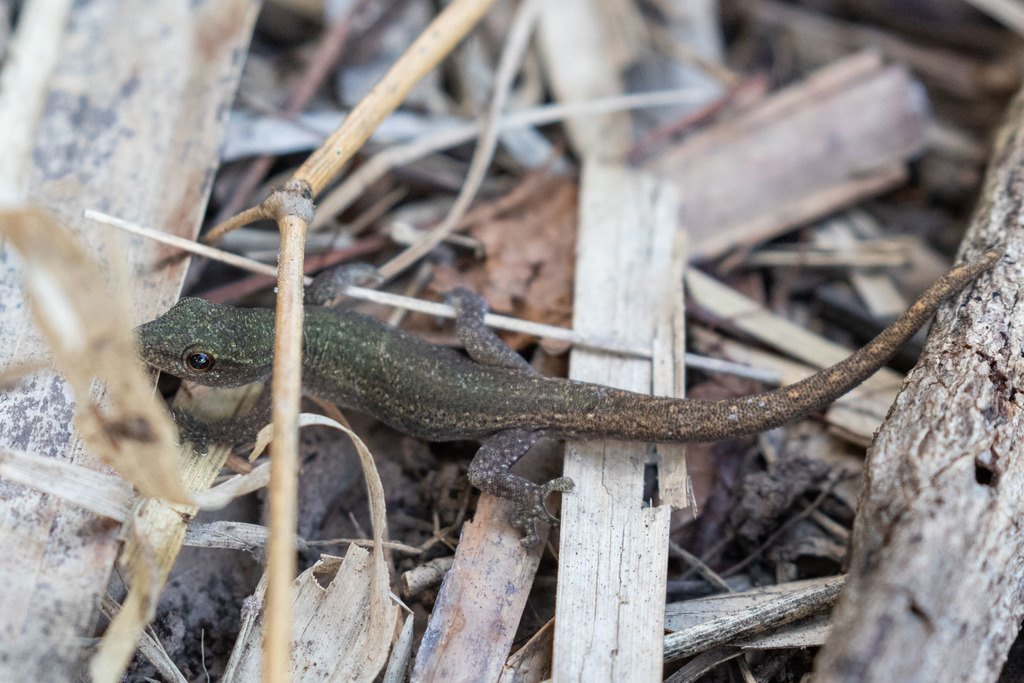 Fischer's Dwarf Gecko from Zogbodomey, Bénin on May 10, 2021 at 04:41 ...