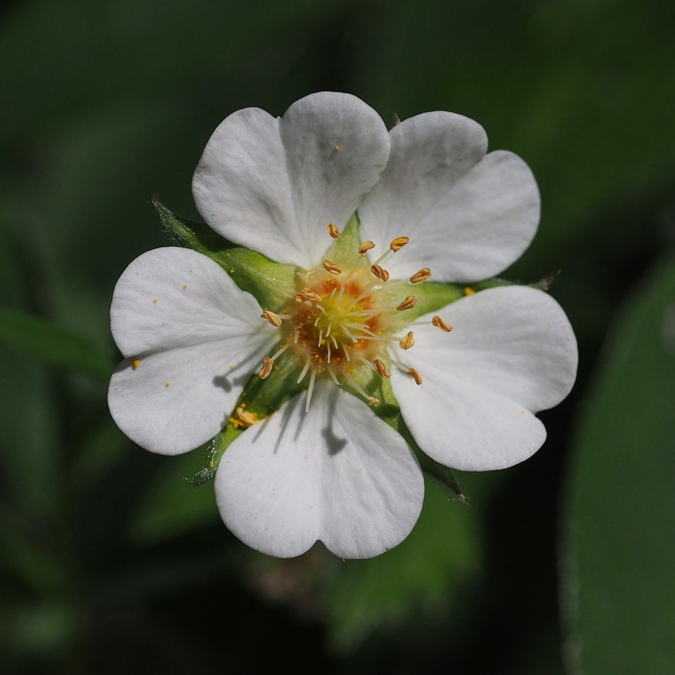 White Cinquefoil (Potentilla alba) - Botanical Realm