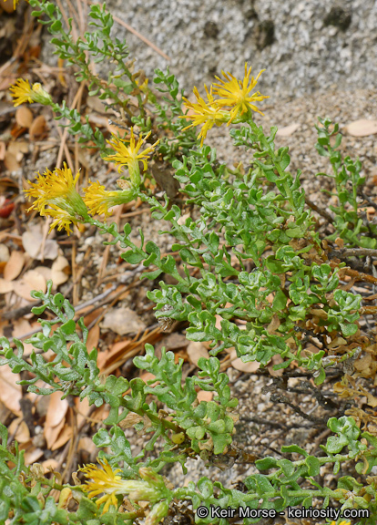 cliff goldenbush (Yosemite Native Plant List 1) · iNaturalist