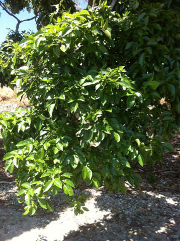 Pongamia pinnata (Flora Singapore List P) · iNaturalist