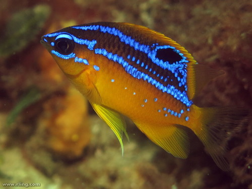 Photo 12988339, (c) Richard Ling, some rights reserved (CC BY-NC-ND ...