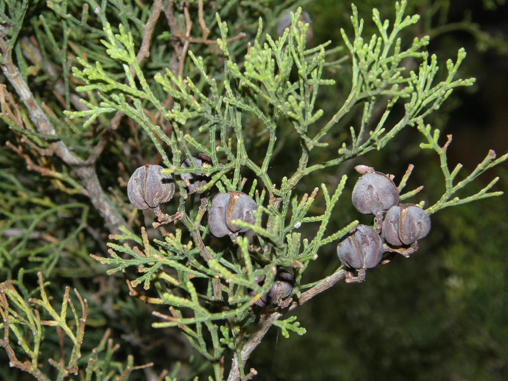 sandarac tree (Tetraclinis articulata) - Botanical Realm