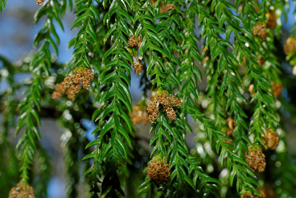 Taiwan cedars (Taiwania) - Botanical Realm